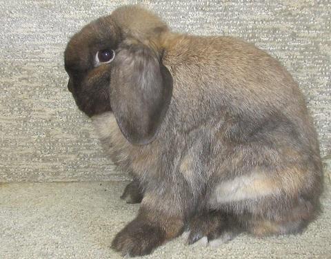 Holland Lop Rabbits