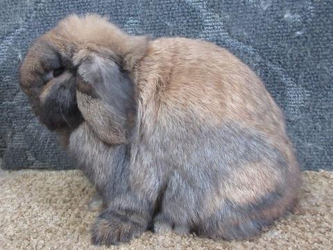 Holland Lop Rabbits